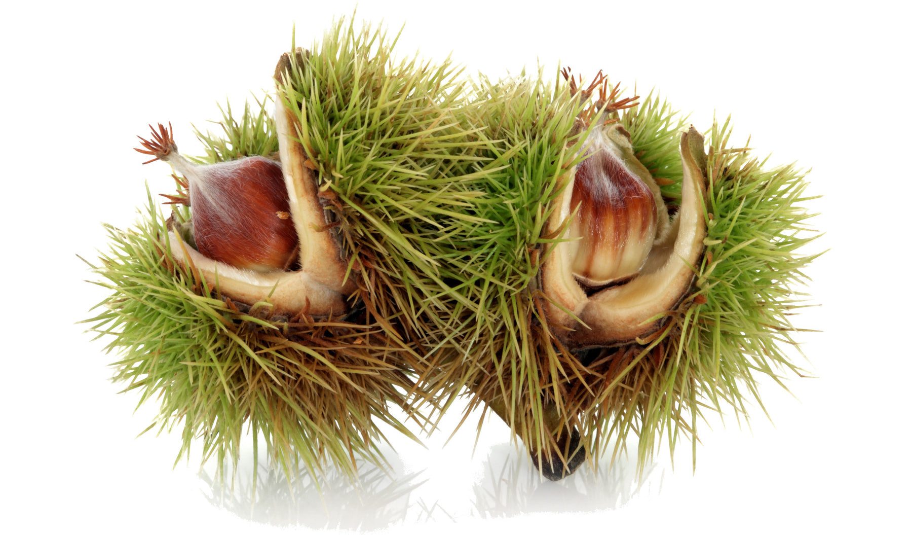 Brand Guidelines - Nut Wizard