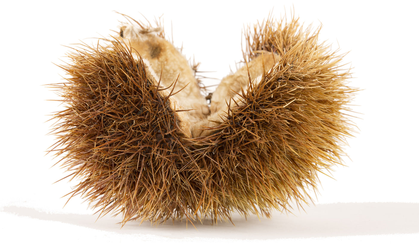 Extra Large Nut Wizard® For Pine Cones and Chestnut Burrs >3" diameter